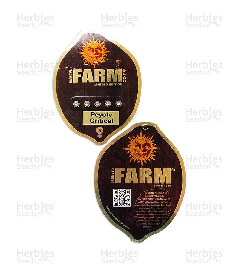 Peyote Critical feminized seeds for sale - Herbies Seeds