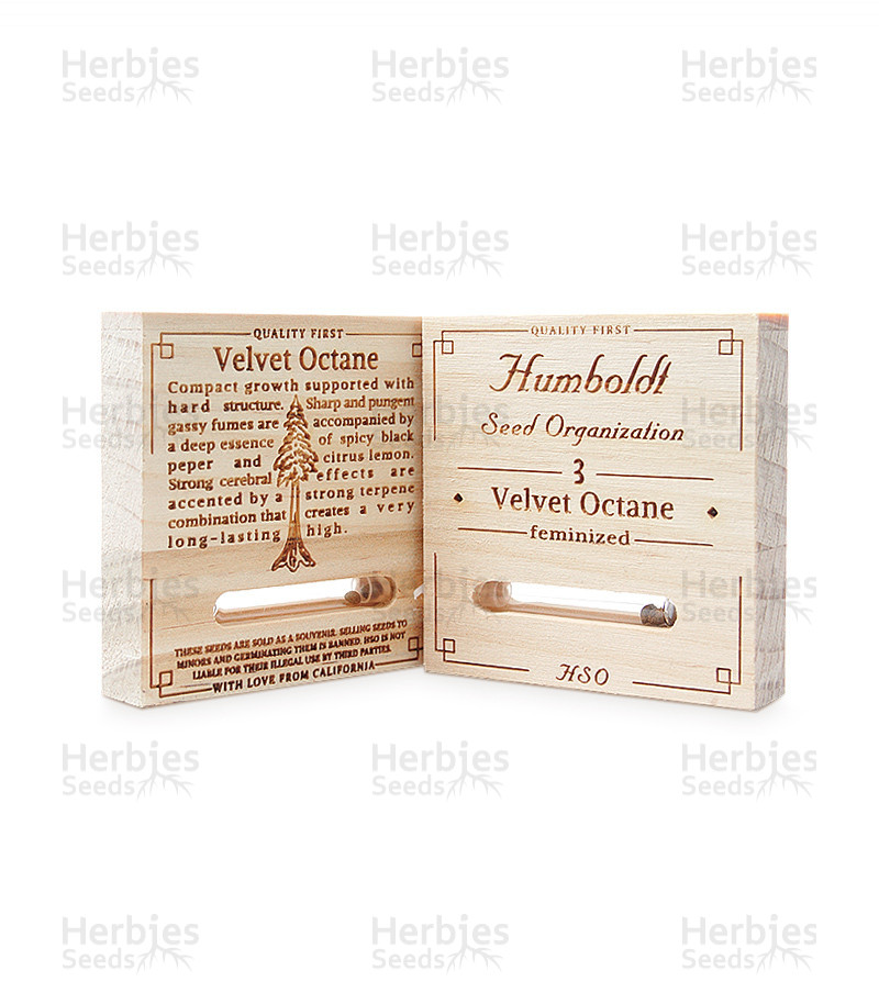 Buy Velvet Octane feminized seeds by Humboldt Seeds - Herbies