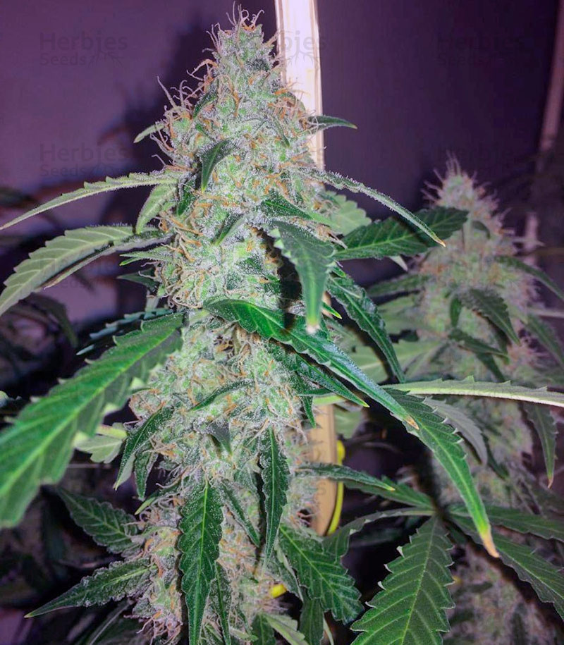Auto Jack feminized seeds for sale: information and reviews - Herbies