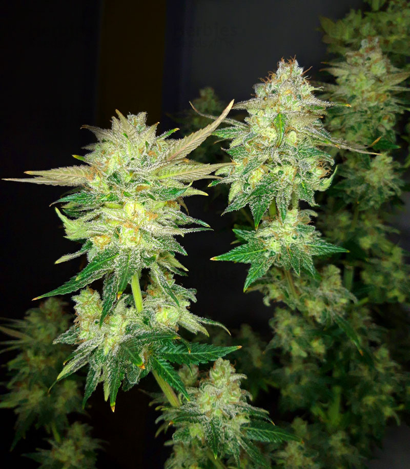 Buy Speed Haze feminized seeds by Blackskull Seeds Organization - Herbies