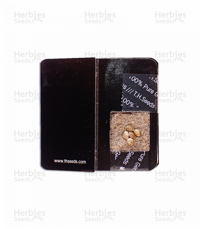 Critical Hog feminized seeds for sale - Herbies Seeds