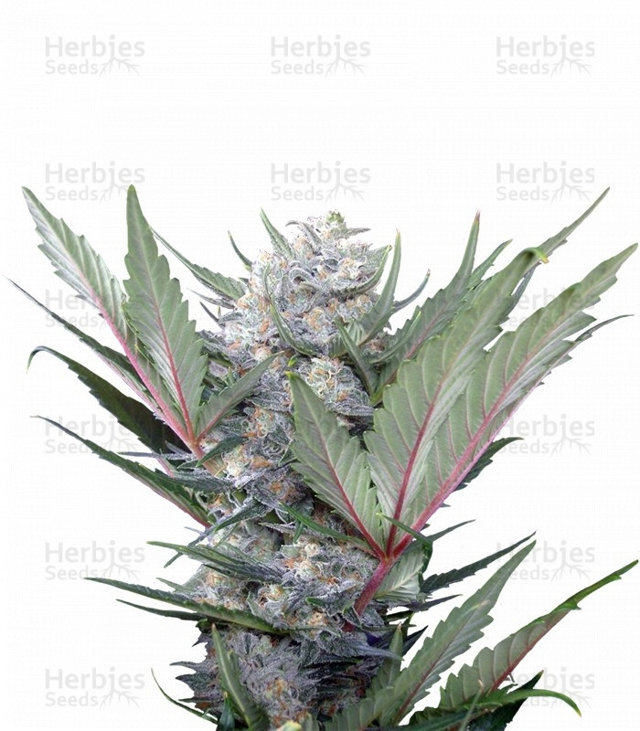 Sementes de maconha Sweet Skunk Auto fem para venda - Herbies