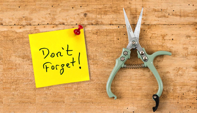 Topping Vs. FIMming - Herbies