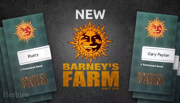 Buy Premium Cannabis Seeds • FREE Shipping - Herbies Seeds