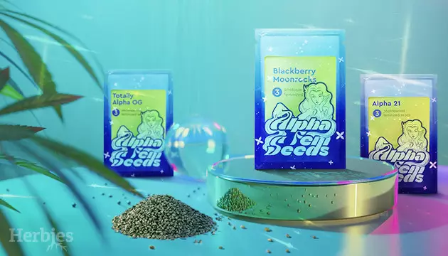 How to add flavor to weed | Tips and tactics - Herbies Seeds