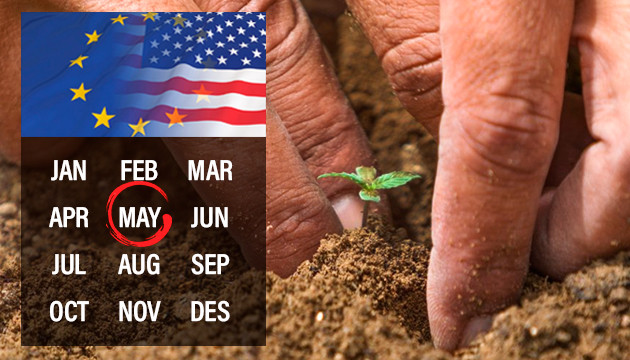 Step By Step Guide To Growing Weed Outdoors - Herbies Seeds