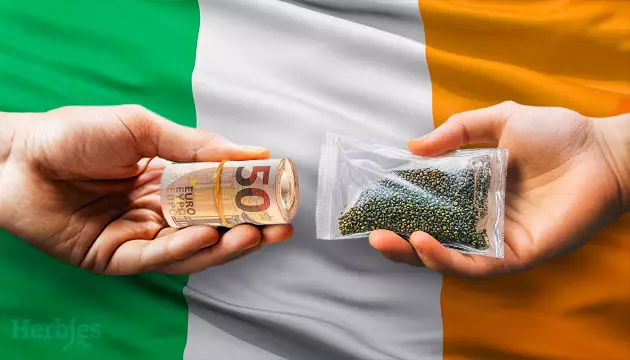 Cannabis Stem Splitting: All Of Your Questions Answered - Herbies Seeds