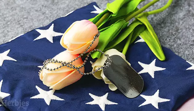 Cannabis Seeds Auckland | Marijuana Seeds For Sale in Auckland - Herbies