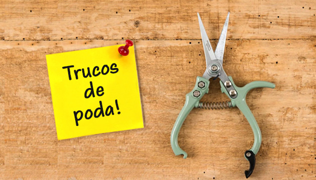 ¿Qué forma de poda de marihuana es la mejor?: Topping vs. FIMming - Herbies