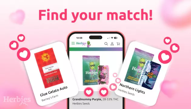 Best Pure Sativa Strains | Find Your 100% Sativa! - Herbies Seeds