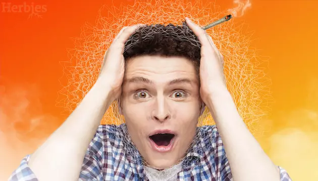 Marijuana Seeds – Cannabis Seeds For Sale – Buy Weed Seeds Online - Herbies