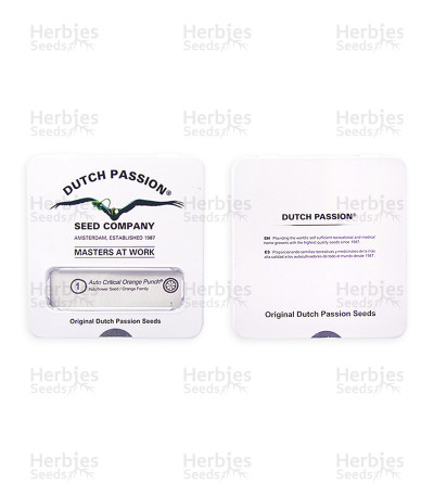 Buy Auto Critical Orange Punch feminized seeds by Dutch Passion - Herbies