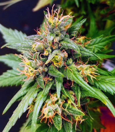 G13 Skunk Regular seeds for sale - Herbies