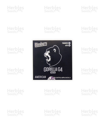 Gorilla G4 Auto feminized seeds for sale: information and reviews - Herbies