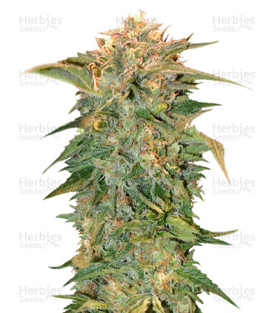 Buy Golden Tiger Regular seeds by Ace Seeds - Herbies Seeds