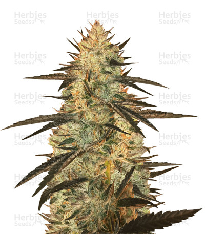 Auto Blueberry Ghost OG Feminized Seeds for Sale - Herbies Seeds