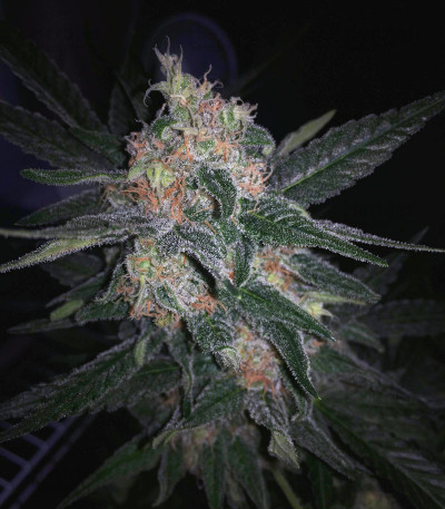 Buy Melon Gum feminized seeds by Dr. Underground - Herbies