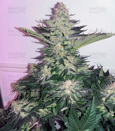Venta de Purple Kush (Kannabia Seeds) | Semillas de marihuana ...