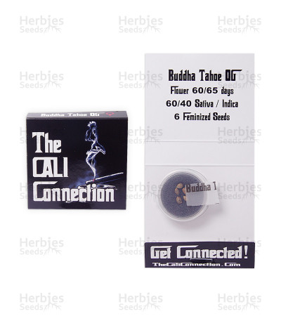 Venta de Buddha Tahoe OG (Cali Connection Seeds) | Semillas de ...
