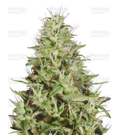 Dogstar Dawg feminized seeds for sale - Herbies