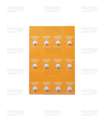 Amnesia Gold fem: seeds for sale, strain information and customer ...