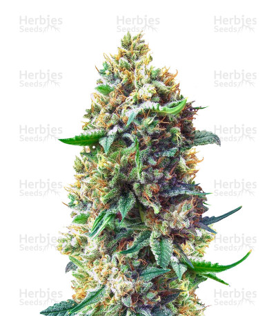 Confidential Cheese feminized seeds for sale - Herbies
