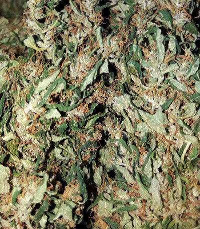 Buy Dr. Grinspoon feminized seeds by Barney's Farm - Herbies