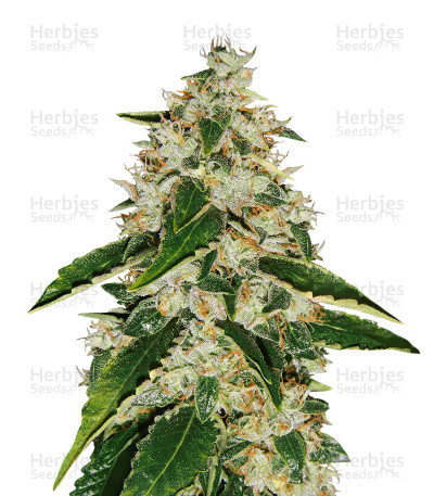 Buy Kosher Kush feminized seeds by Reserva Privada - Herbies Seeds