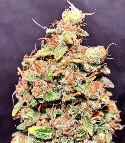 Fuel OG reg cannabis seeds for sale - Herbies