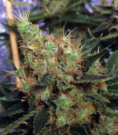 Buy Orange Sherbert feminized seeds by Barney's Farm - Herbies