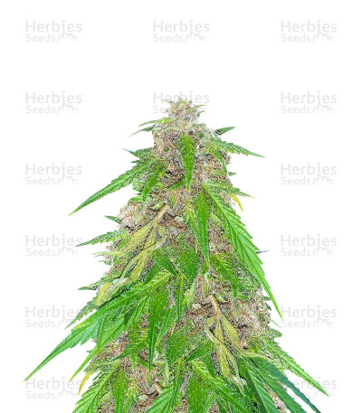Panama feminized seeds for sale: information and reviews - Herbies