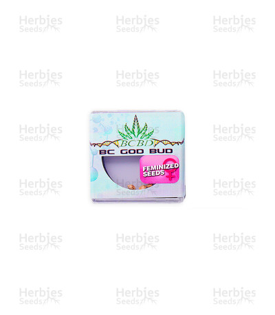Buy BC God Bud feminized seeds by BC Bud Depot Seeds - Herbies
