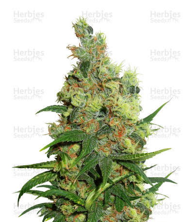 Buy Amnesia Bilbo feminized seeds by Genehtik Seeds - Herbies