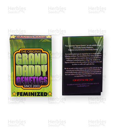 Candyland fem cannabis seeds for sale - Herbies