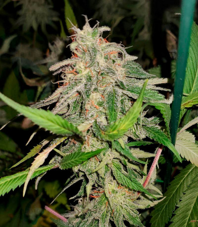 Buy 24K Gold (Kosher Tangie) feminized seeds by DNA Genetics - Herbies