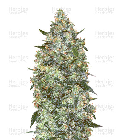 Buy Auto Critical Mass feminized seeds by Advanced Seeds Organization ...