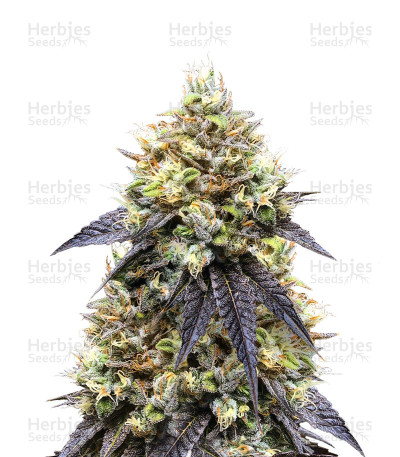 Josh D OG feminized seeds for sale: information and reviews - Herbies Seeds