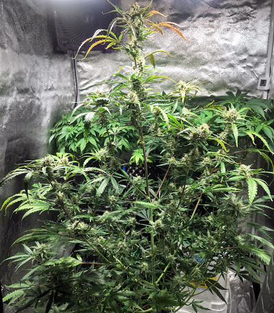 Tangie feminized seeds for sale - Herbies