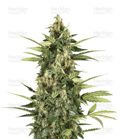 Buy Big Stilton Auto feminized seeds by Big Head Seeds Organization ...