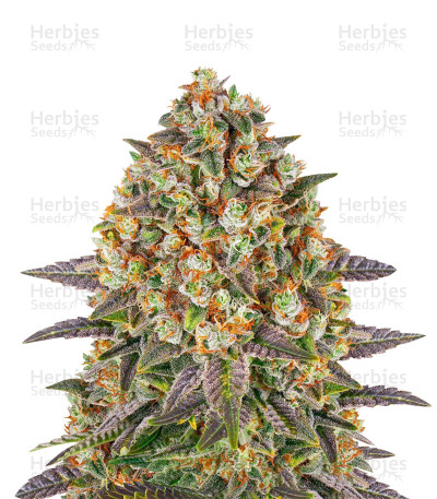 Banana Punch feminized seeds for sale - Herbies Seeds