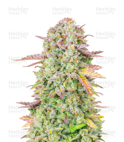 Buy Original Trainwreck Auto feminized seeds by Fast Buds - Herbies Seeds
