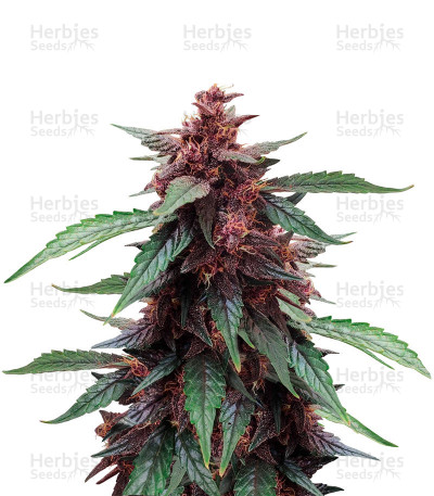 Narco Purps Auto feminized seeds for sale - Herbies