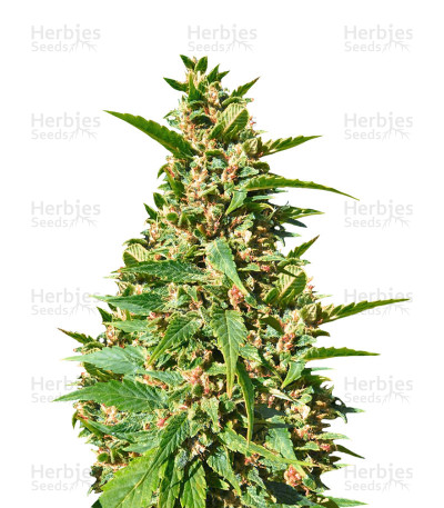 Buy Pakistan Chitral Kush feminized seeds by Ace Seeds Organization ...