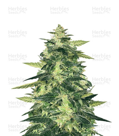 Jack Herer fem: seeds for sale, strain information and customer reviews ...