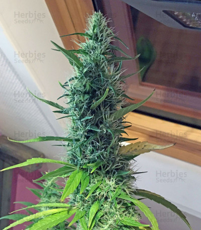 Master Kush fem cannabis seeds for sale - Herbies
