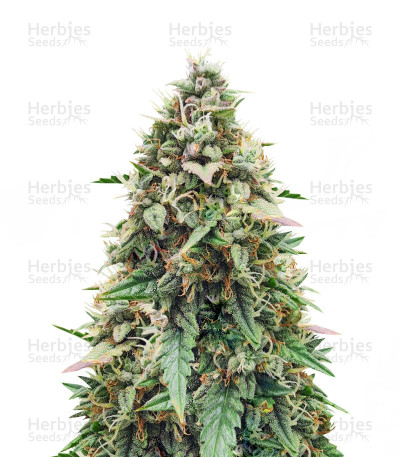 Buy Auto Skywalker ⚔️ Haze feminized seeds by Dutch Passion - Herbies Seeds