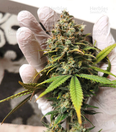 Buy Amnesia Lemon Kush feminized seeds by Original Sensible Seeds ...