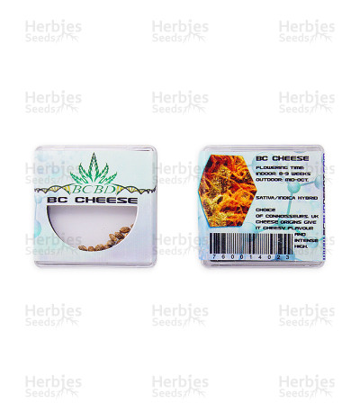 Buy BC Cheese regular seeds by BC Bud Depot Seeds - Herbies