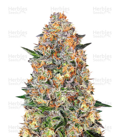 Achetez des graines féminisées Bubba Kush par Barney's Farm - Herbies Seeds