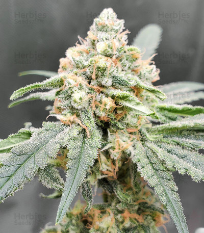 Buy Sweet Zombie 🧟💨 feminized seeds by Expert Seeds - Herbies